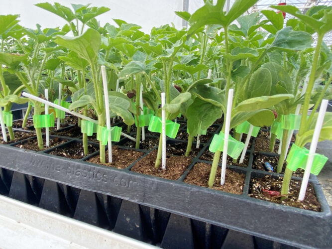 Growing grafted plants at Tri-Hishtil Greenhouse, Mills River, N.C ...